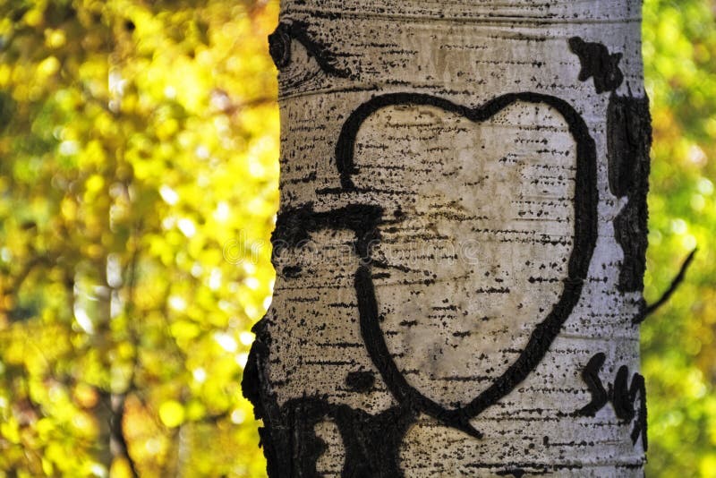 Aspen Tree Heart stock image. Image of heart, back, forest - 37686705