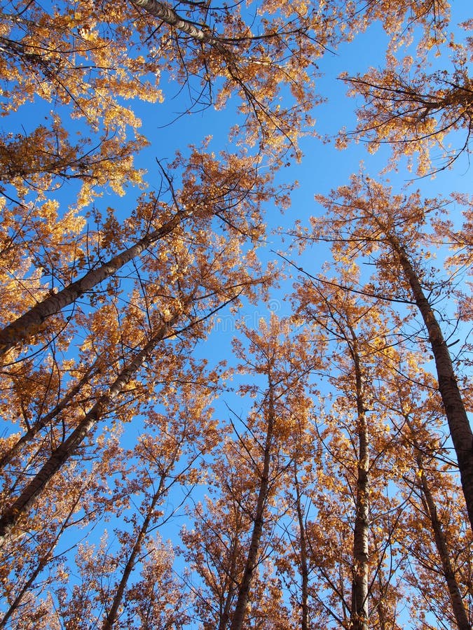 Aspen tree Populus tremula stock image. Image of natural - 128777219