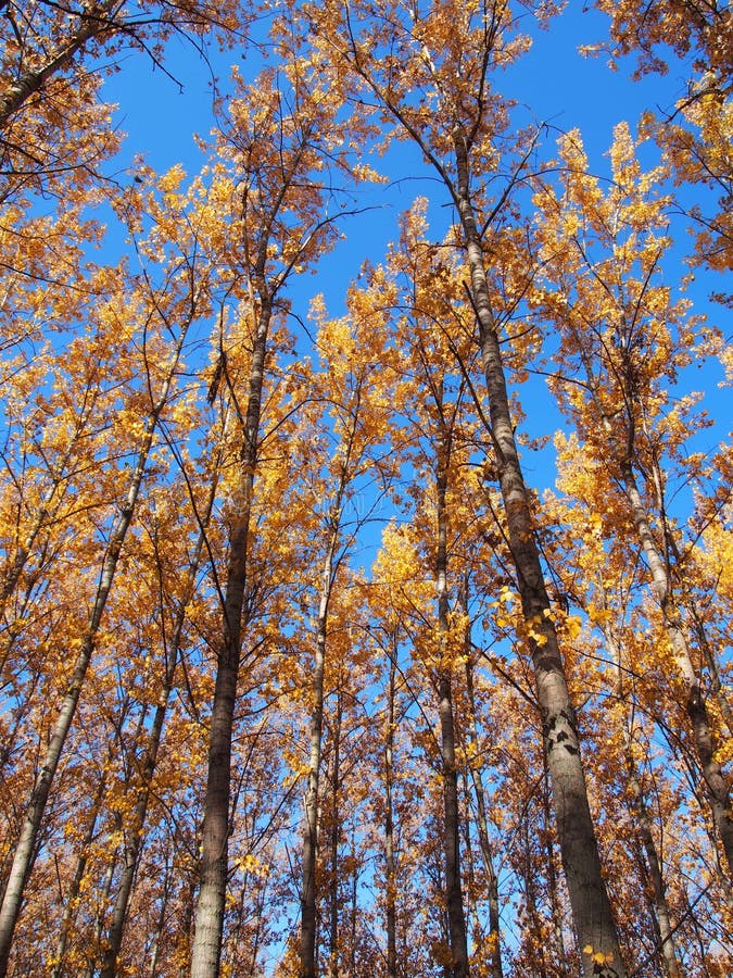 Aspen tree Populus tremula stock image. Image of fall - 128777389