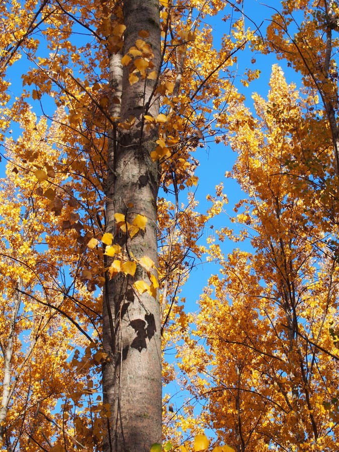 Aspen tree Populus tremula stock photo. Image of leaves - 128778472