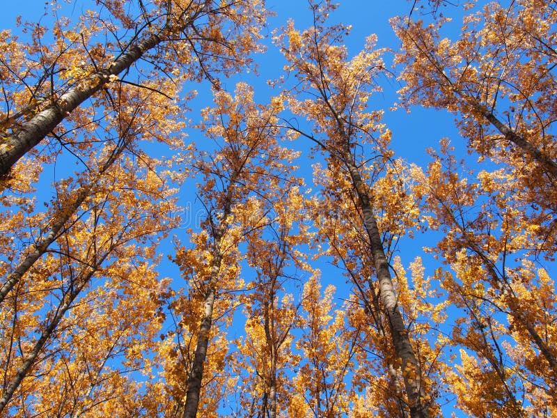 Aspen tree Populus tremula stock image. Image of aspen - 128778779