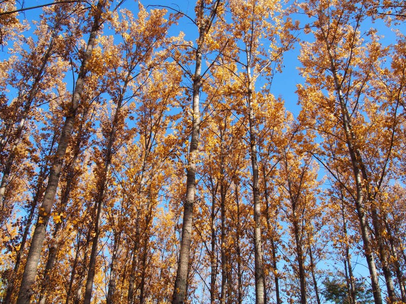 Aspen tree Populus tremula stock photo. Image of natural - 128779428