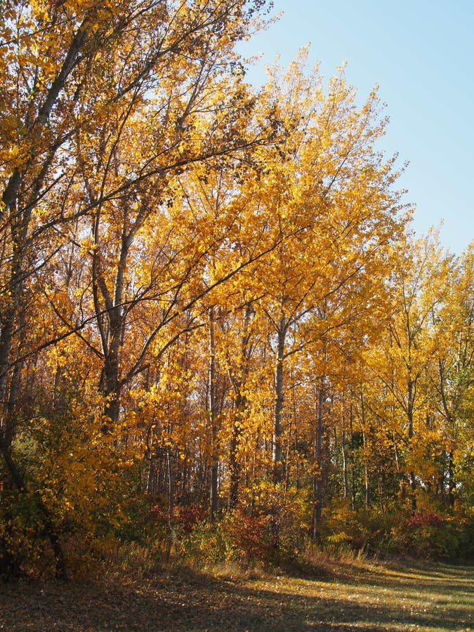 Aspen tree Populus tremula stock photo. Image of light - 128780276