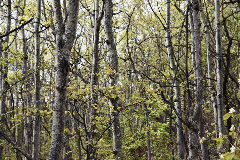 Aspen Tree Stand in the Forest Stock Image - Image of brush, aspen ...