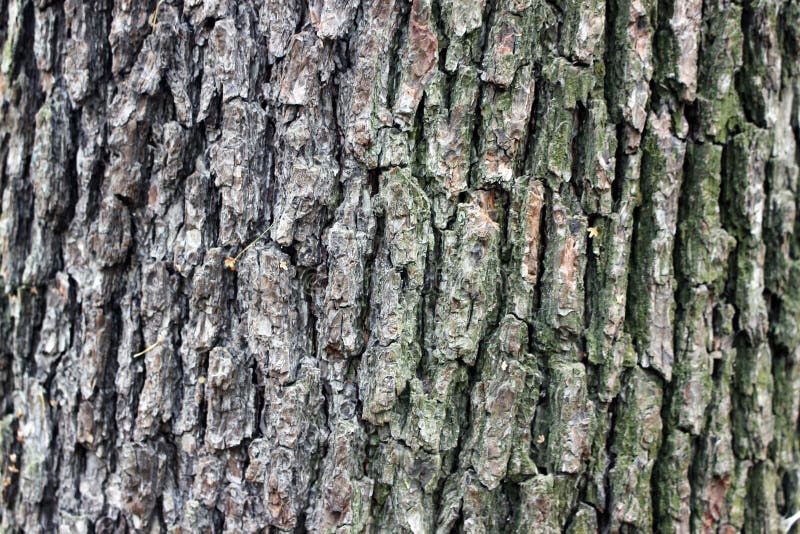 Aspen tree texture stock image. Image of surface, detail - 78405413