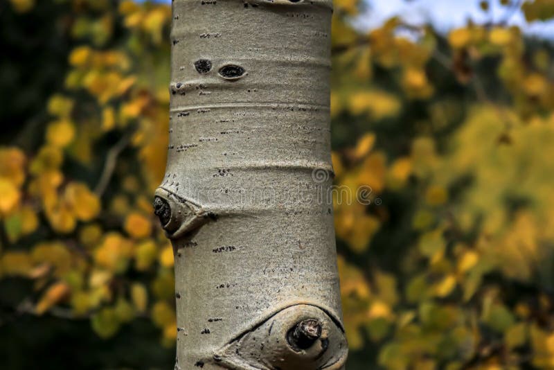 Aspen tree trunk close up stock image. Image of close - 136414857