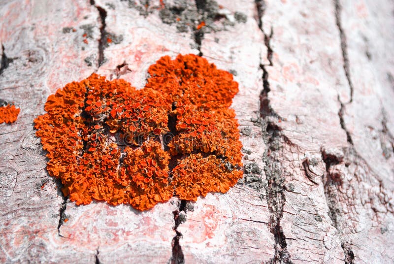 Aspen Tree Trunk Bark with Bright Red Moss, Horizontal Background ...