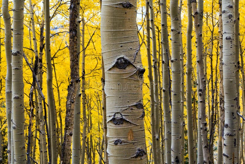 Aspen Tree Trunk Closeup stock photo. Image of foliage - 24843674
