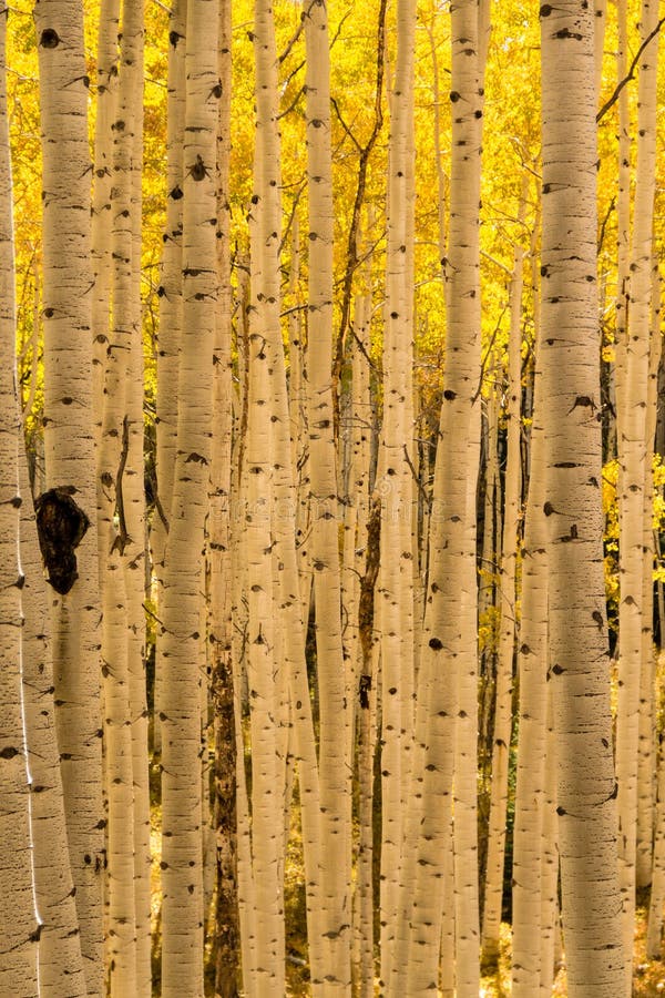 Aspen Tree Trunk Forest stock image. Image of aspens - 37687825