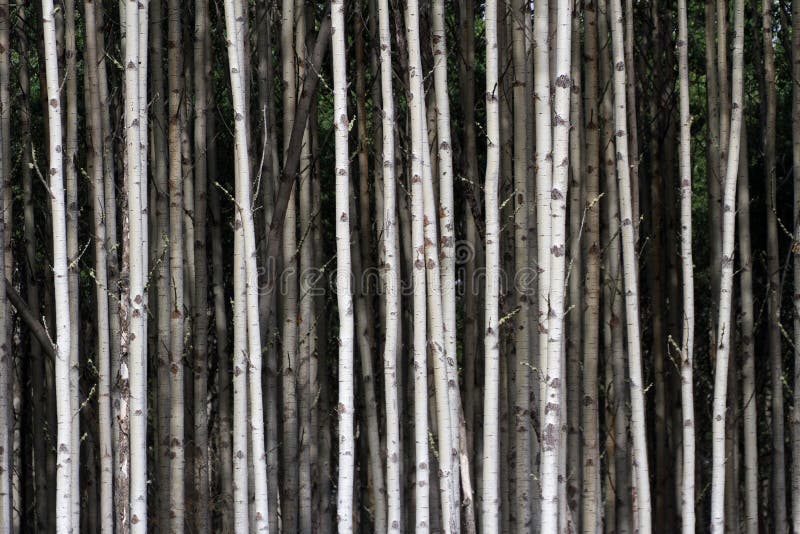 Aspen Tree stock image. Image of tree, plant, texture - 94638181