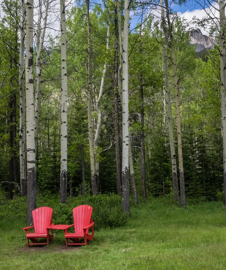 Aspen Tree Trunks In Spring With Red Chairs Stock Photo - Image of ...