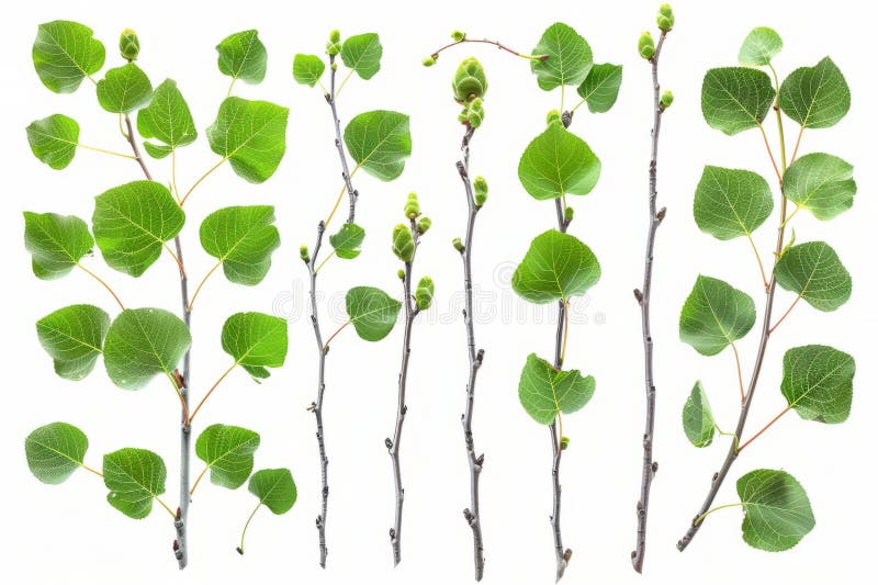 Aspen Tree Twigs with Leaves and Buds on a White Background. Stock ...