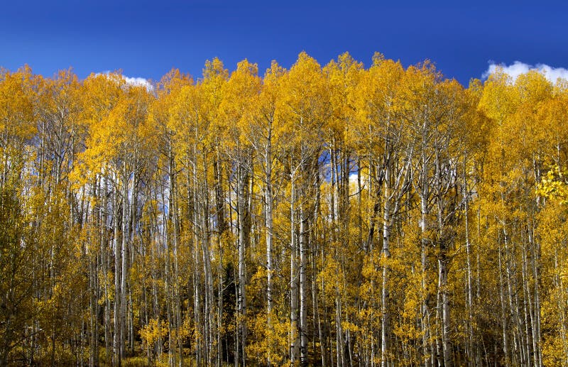 Aspen trees stock photo. Image of white, trunk, outdoor - 15371980