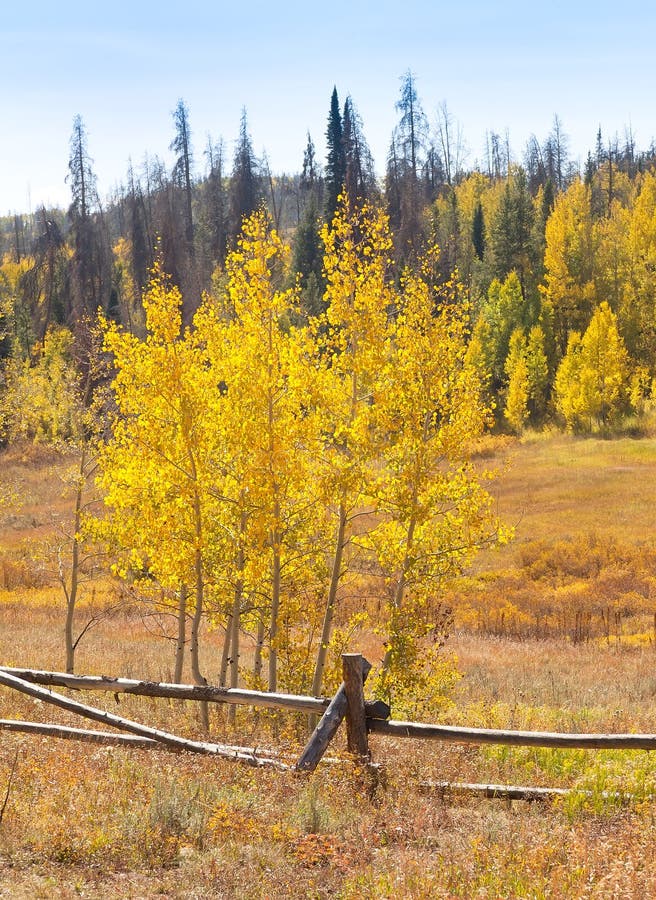 Aspen Trees in Autumn stock photo. Image of scenic, field - 21552892