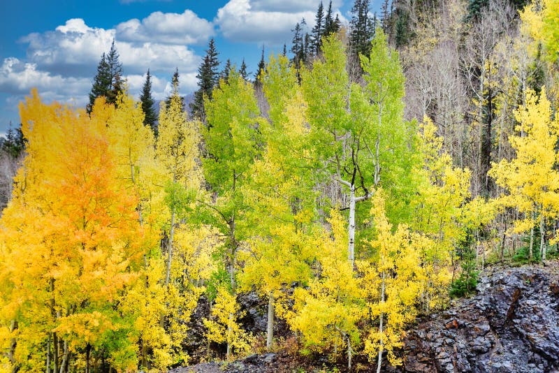Fall Colors of Deep Red Maple Tree Stock Photo - Image of park, fall ...