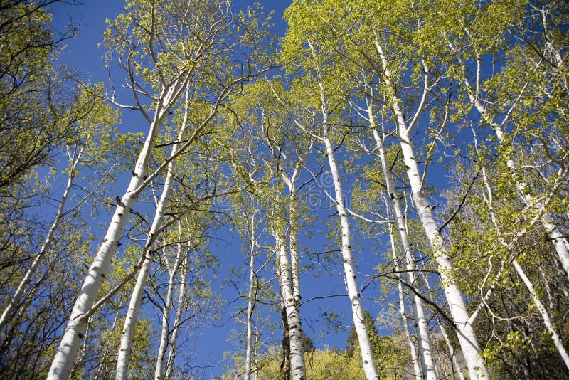 Aspen trees and blue sky stock photo. Image of aspen, color - 773330