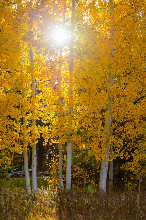 Aspen stock photo. Image of sunlight, autumn, leaf, fall - 94856172