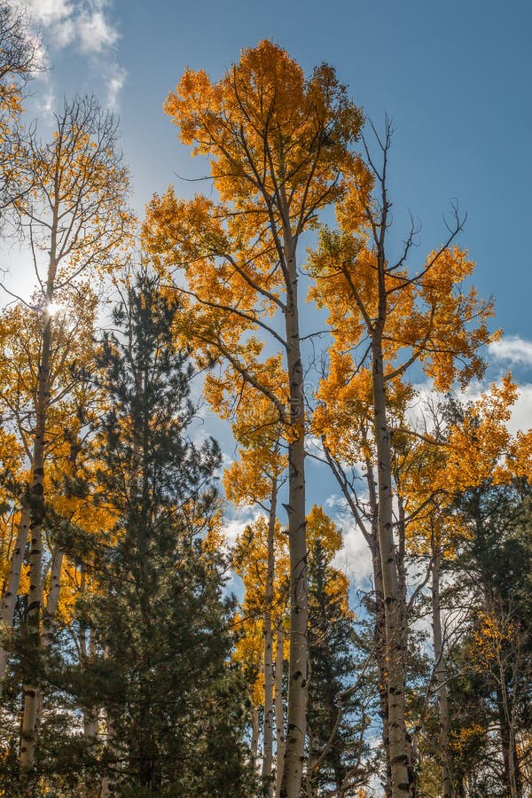 Aspen Trees in Fall stock image. Image of foliage, fall - 103547497