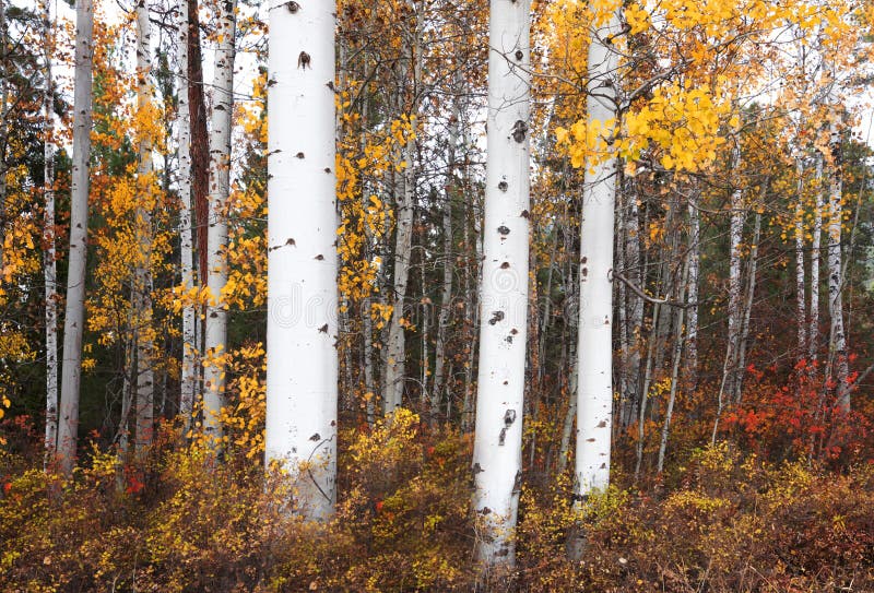 Aspen Trees in the Fall. stock image. Image of autumn - 130352967
