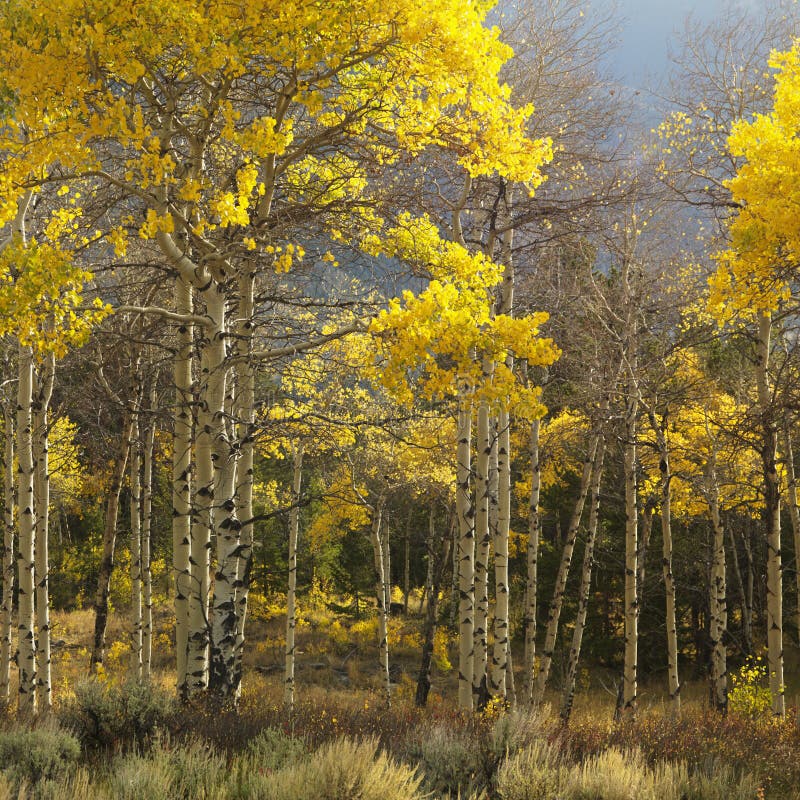 Aspen trees in Fall color stock image. Image of autumn - 2046353