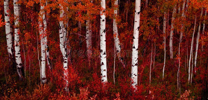 Aspen Trees in Fall with Colors Lush Forest Birch Stock Photo - Image ...