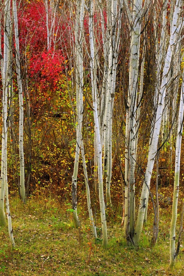Aspen Trees in Fall with Colors Lush Forest Birch Red Maples Stock ...