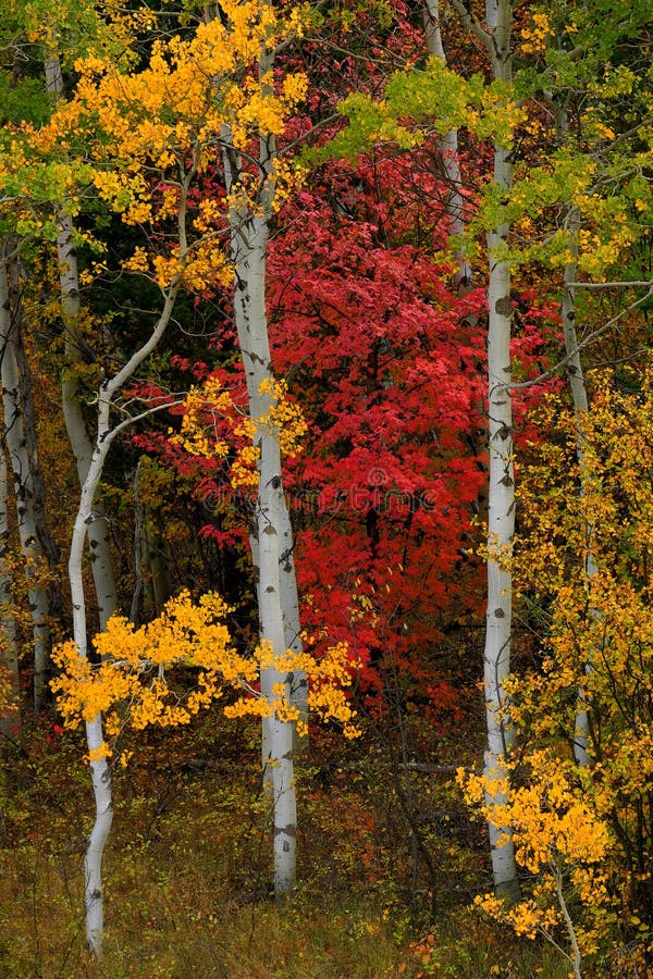 Aspen Trees in Fall with Colors Lush Forest Birch Red Maples Stock ...