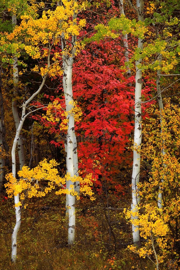 Aspen Trees in Fall with Colors Lush Forest Birch Red Maples Stock ...