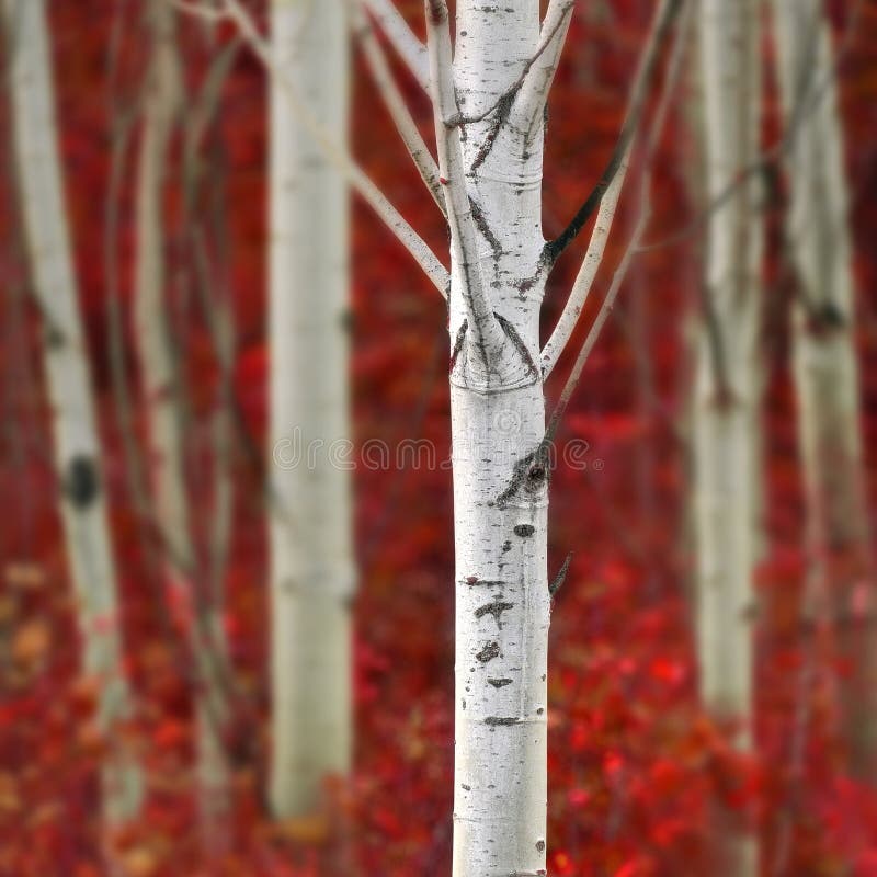 Aspen Trees in Fall with Colors Lush Forest Birch Red Maples Stock ...