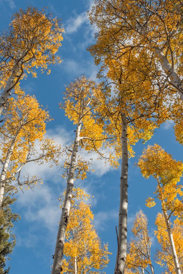 Aspen Trees in Fall stock image. Image of mountains - 102801607