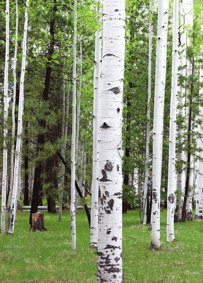 Aspen Birch Trees In Summer Stock Image - Image of grow, green: 25854135