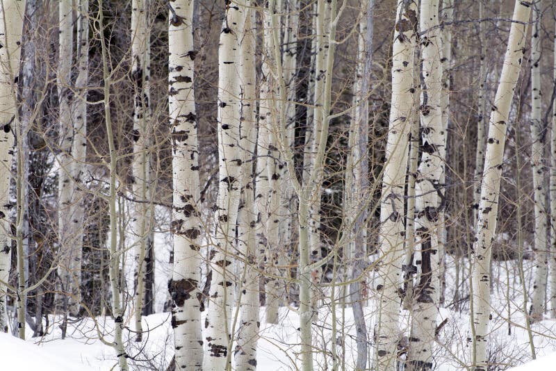 Mountains View from Summit of Snowbird Resort Stock Photo - Image of ...