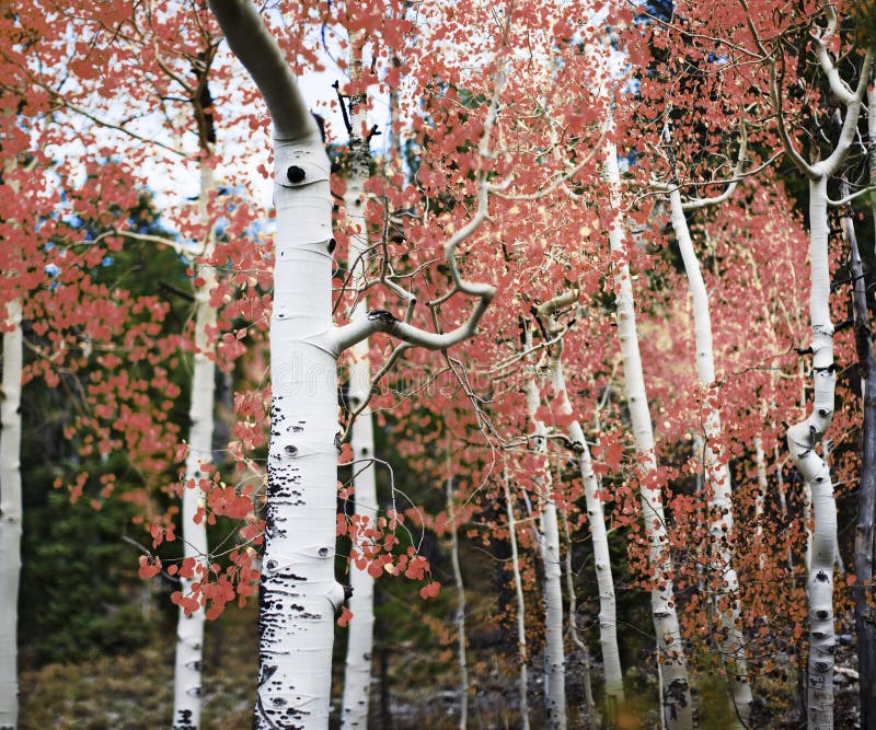 Aspen Trees with Red Leaves Stock Photo - Image of beautiful, leaf: 6715062