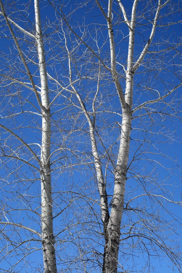 Aspen trees in spring stock photo. Image of naked, nature - 2264244