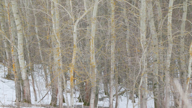 Aspen Trees in the Spring Forest. Bare Tree Branches. Early Spring ...