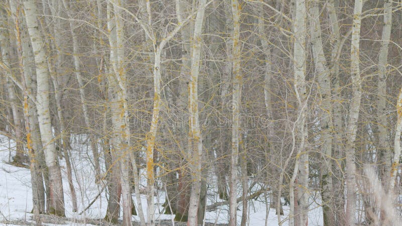 Aspen Trees in the Spring Forest. Bare Tree Branches. Early Spring ...