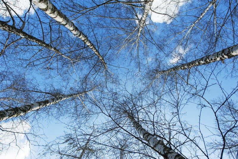 Aspen trees in spring stock photo. Image of japanese - 39050656