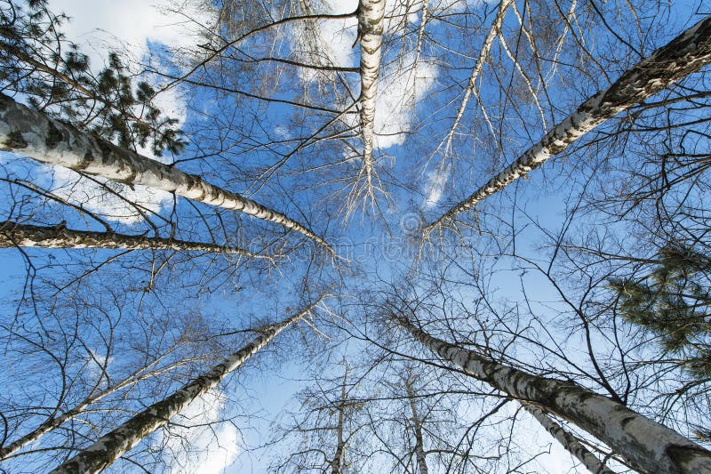 Aspen trees in spring stock photo. Image of japanese - 39050656
