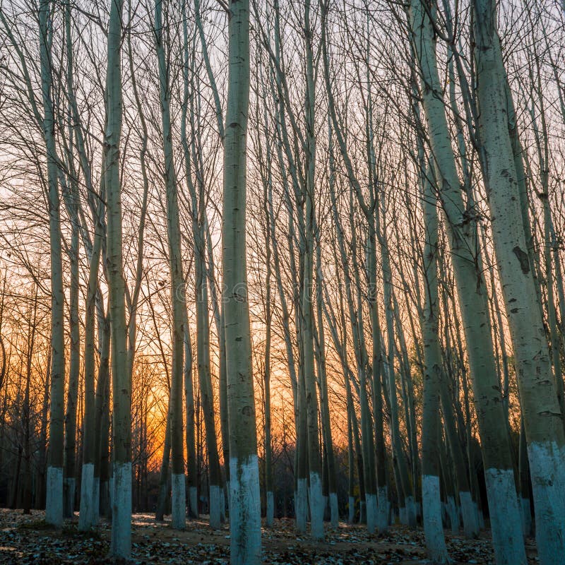 Aspen Trees at sunset 2 stock photo. Image of woods, landscape - 81631312