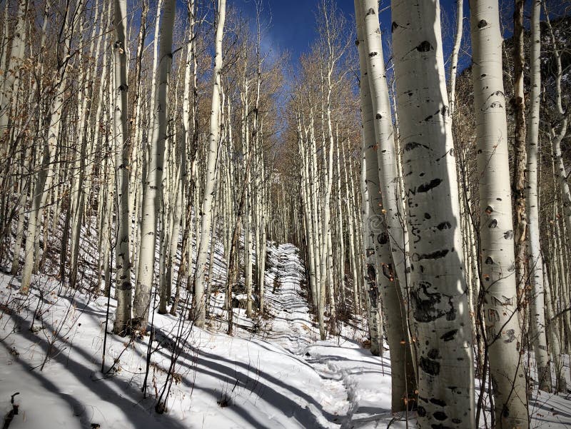 Aspen trees Vail Colorado stock photo. Image of aspen - 165979728