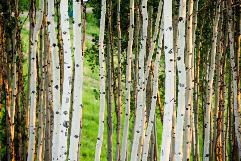 Aspen trees stock image. Image of green, scenic, trunk - 59222975
