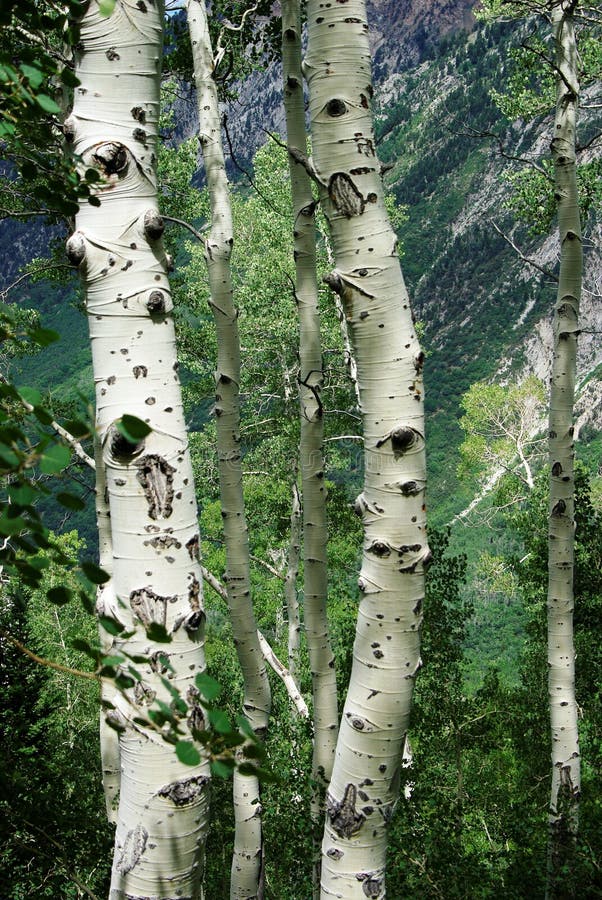 Aspen Trees in the Wasatch Mountains Stock Photo - Image of canyon ...