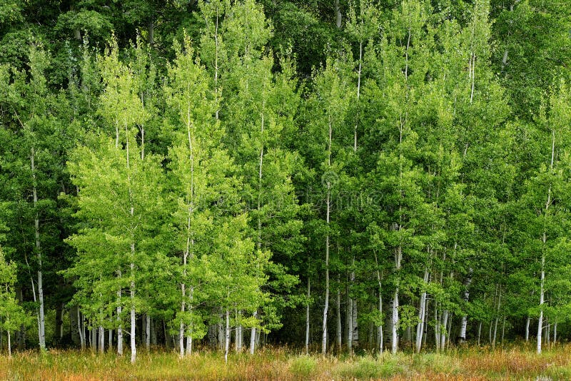 Aspen Trees White Trunk Lush Green in Summer Forest Wilderness Stock ...