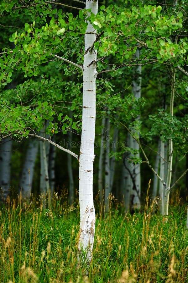 Aspen Trees White Trunk Lush Green in Summer Forest Wilderness Stock ...