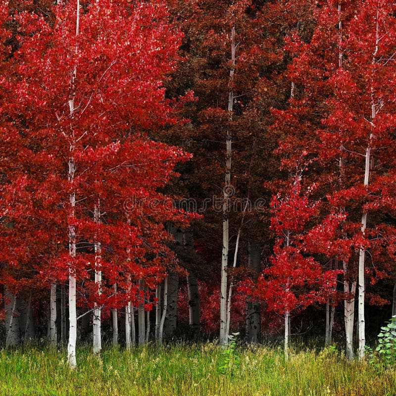 Aspen Trees White Trunk Lush Red in Autumn Forest Wilderness Stock ...