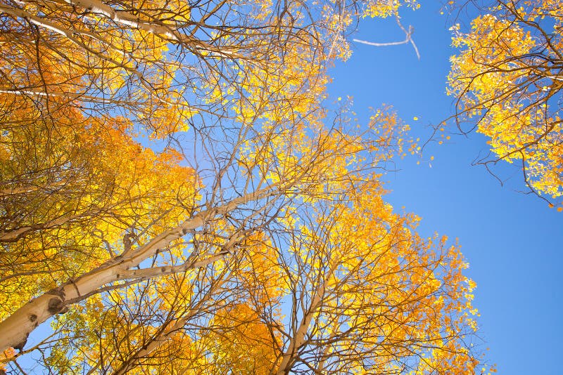 Aspen Trees with Yellow Leaves Stock Photo - Image of panorama, woods ...