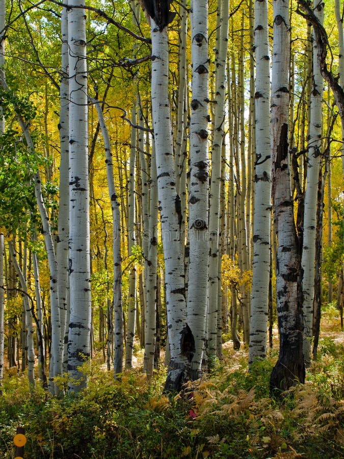 Aspen Trunks in Fall stock image. Image of white, colorado - 21664281