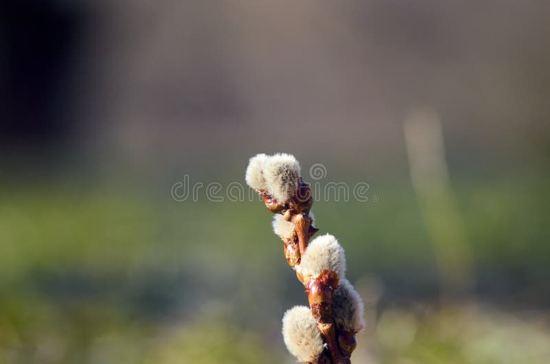 Aspen Twig with Flowering Buds Stock Photo - Image of pollen, blossom ...