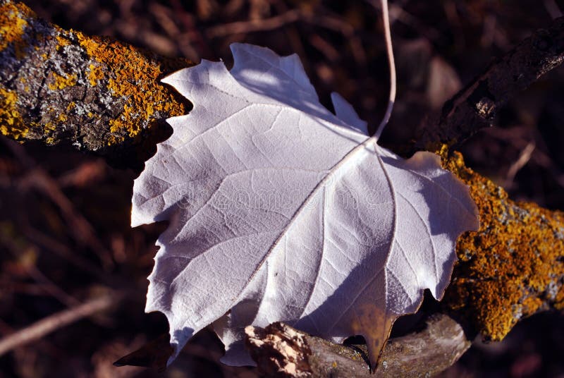 Aspen White Leaf on Yellow Moss Background, Close Up Stock Photo ...