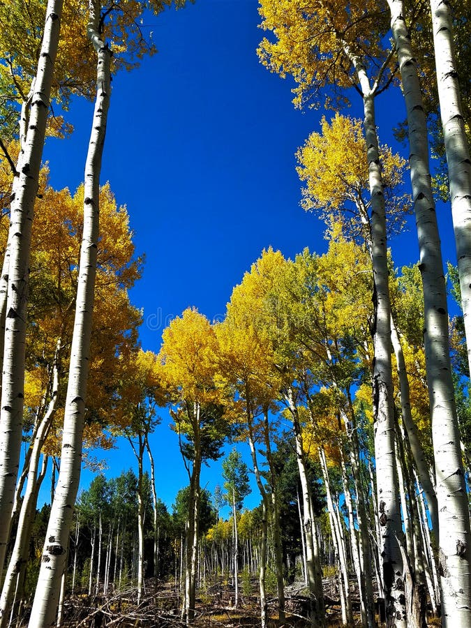 Flagstaff, AZ Awesome Aspens Stock Photo - Image of backdrop, awesome ...